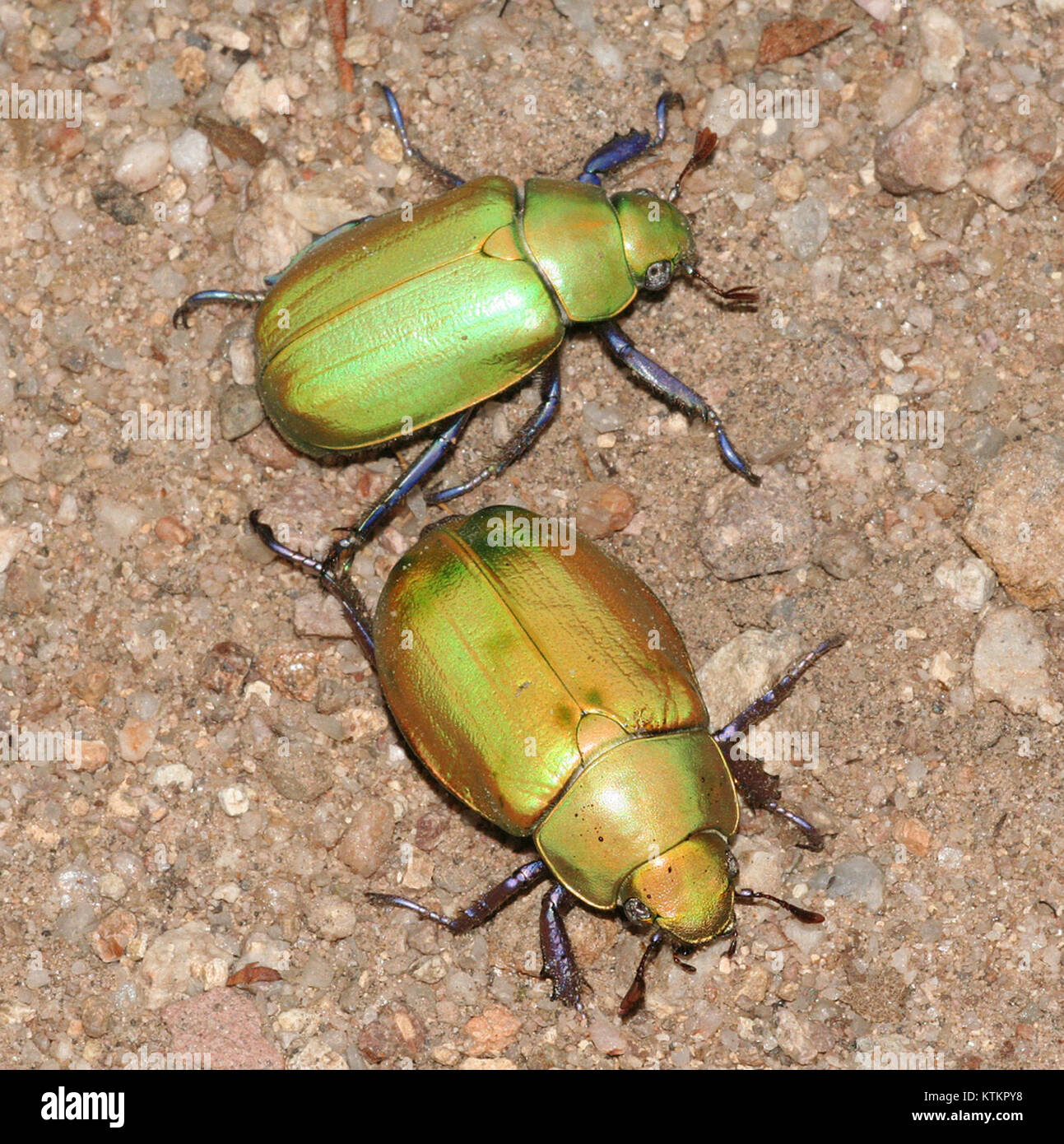 Chrysina hi-res stock photography and images - Alamy