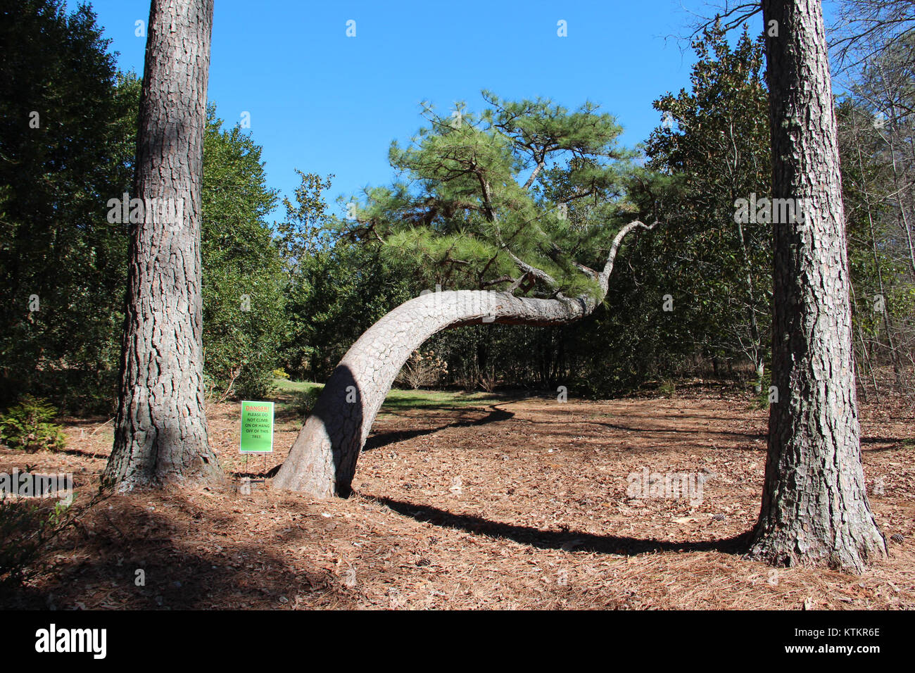 Bent pine tree hi-res stock photography and images - Alamy