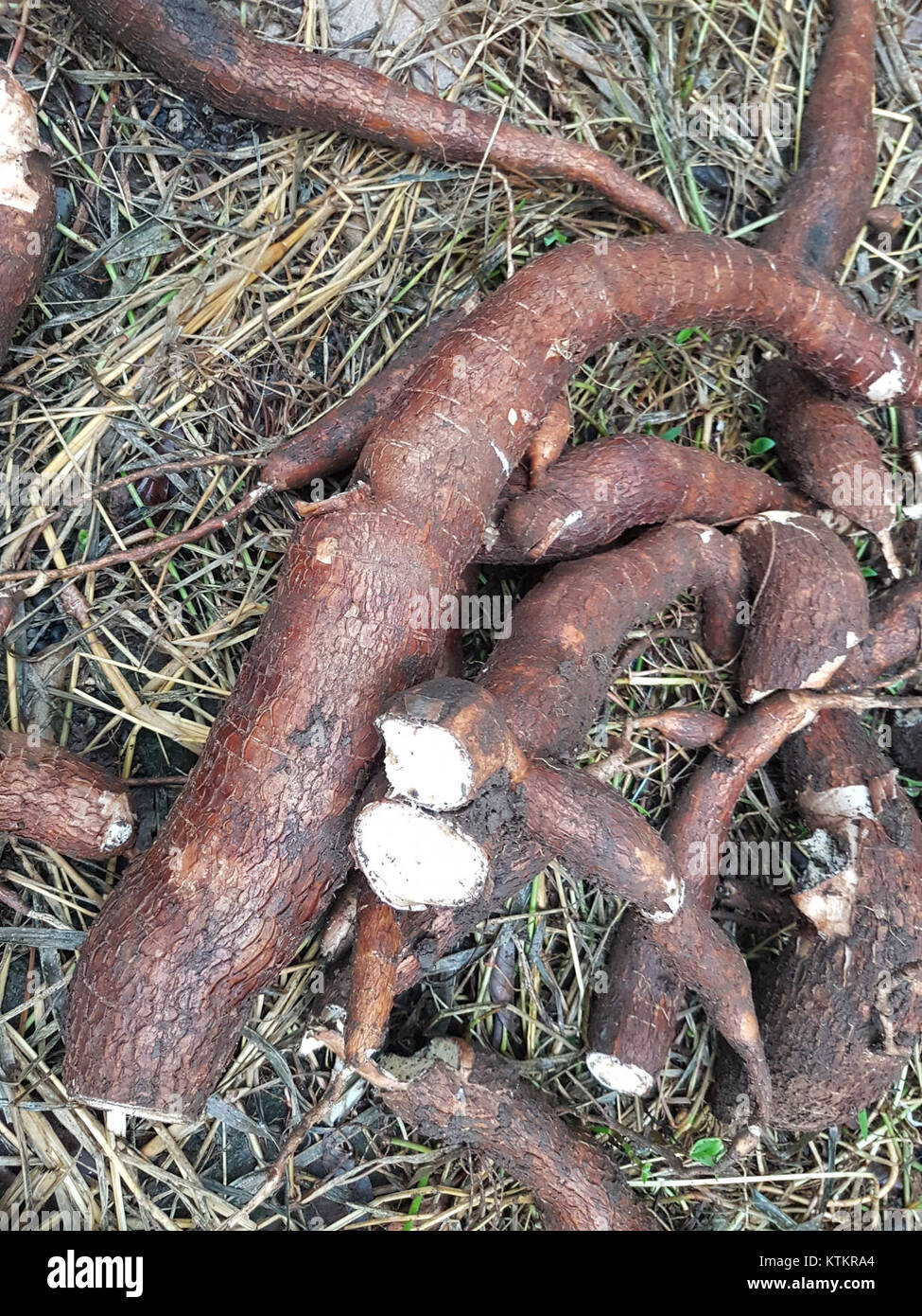 Manihot illustration hi-res stock photography and images - Alamy