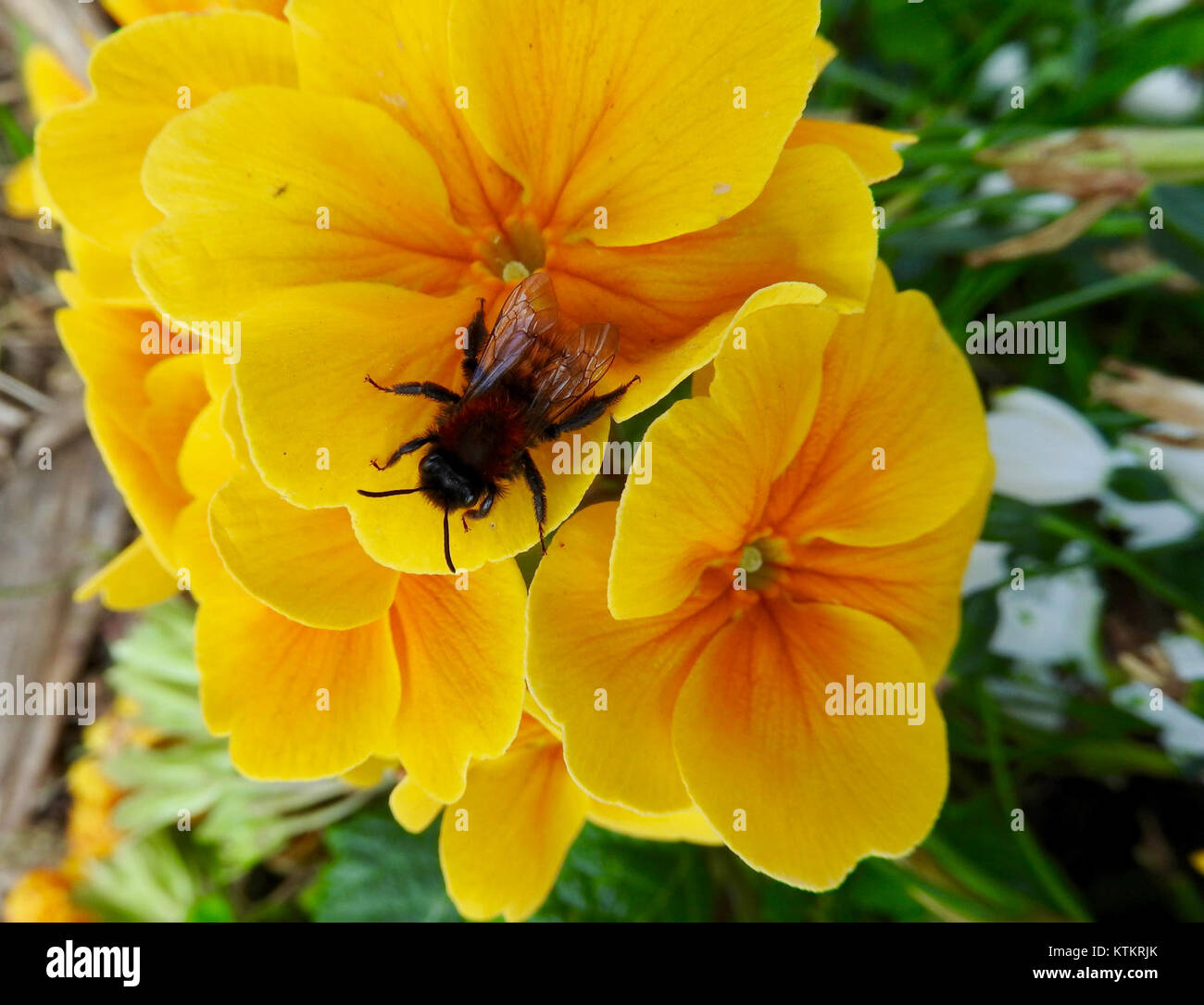 This image shows a bee, likely a honeybee, photographed in natural ...