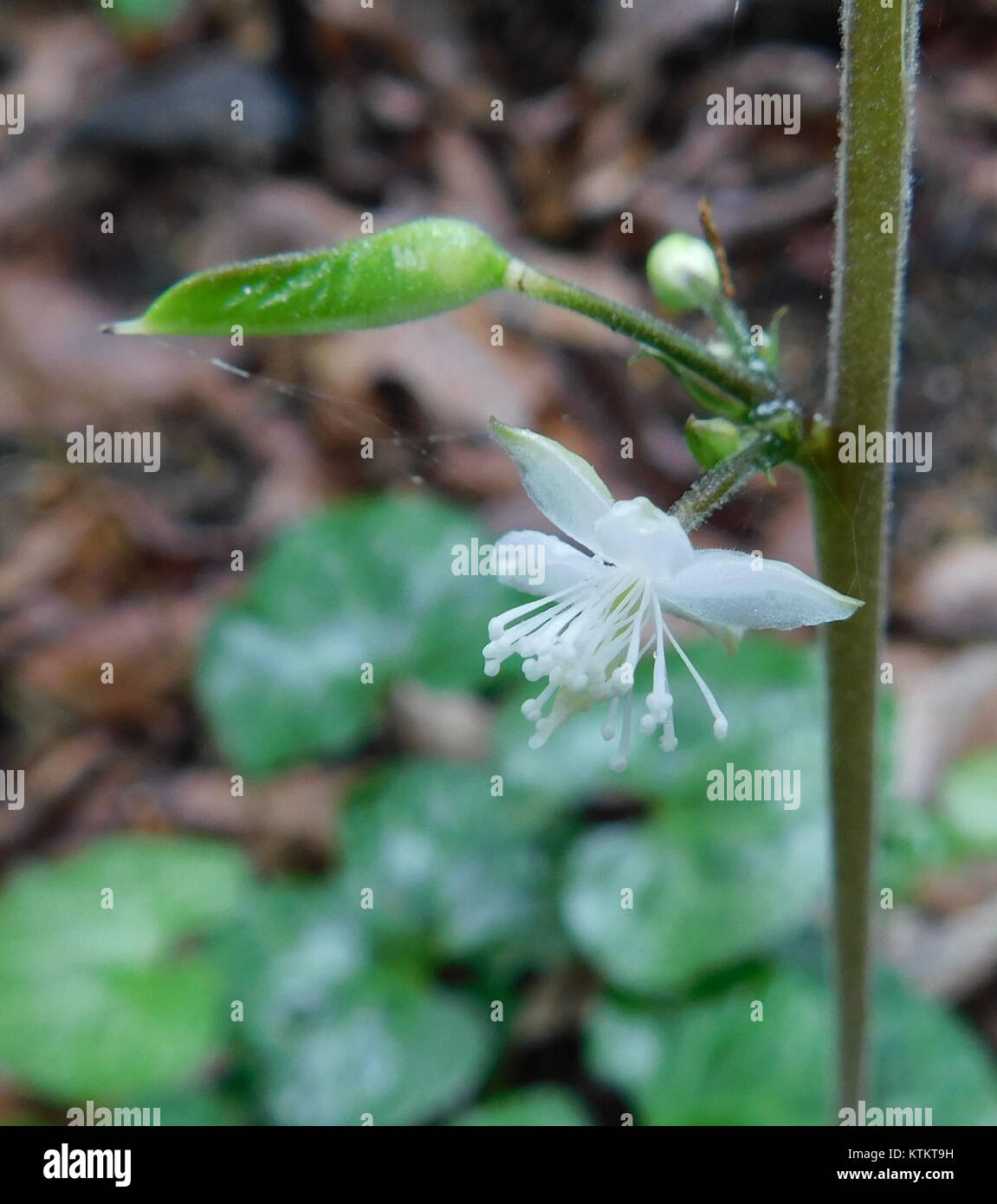 Beesia calthifolia is a perennial plant native to East Asia, known for ...