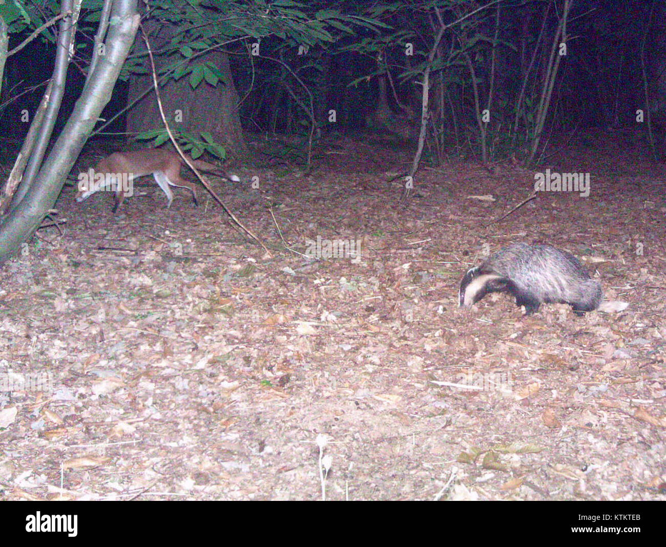This trail camera captures a badger and a fox in their natural habitat ...