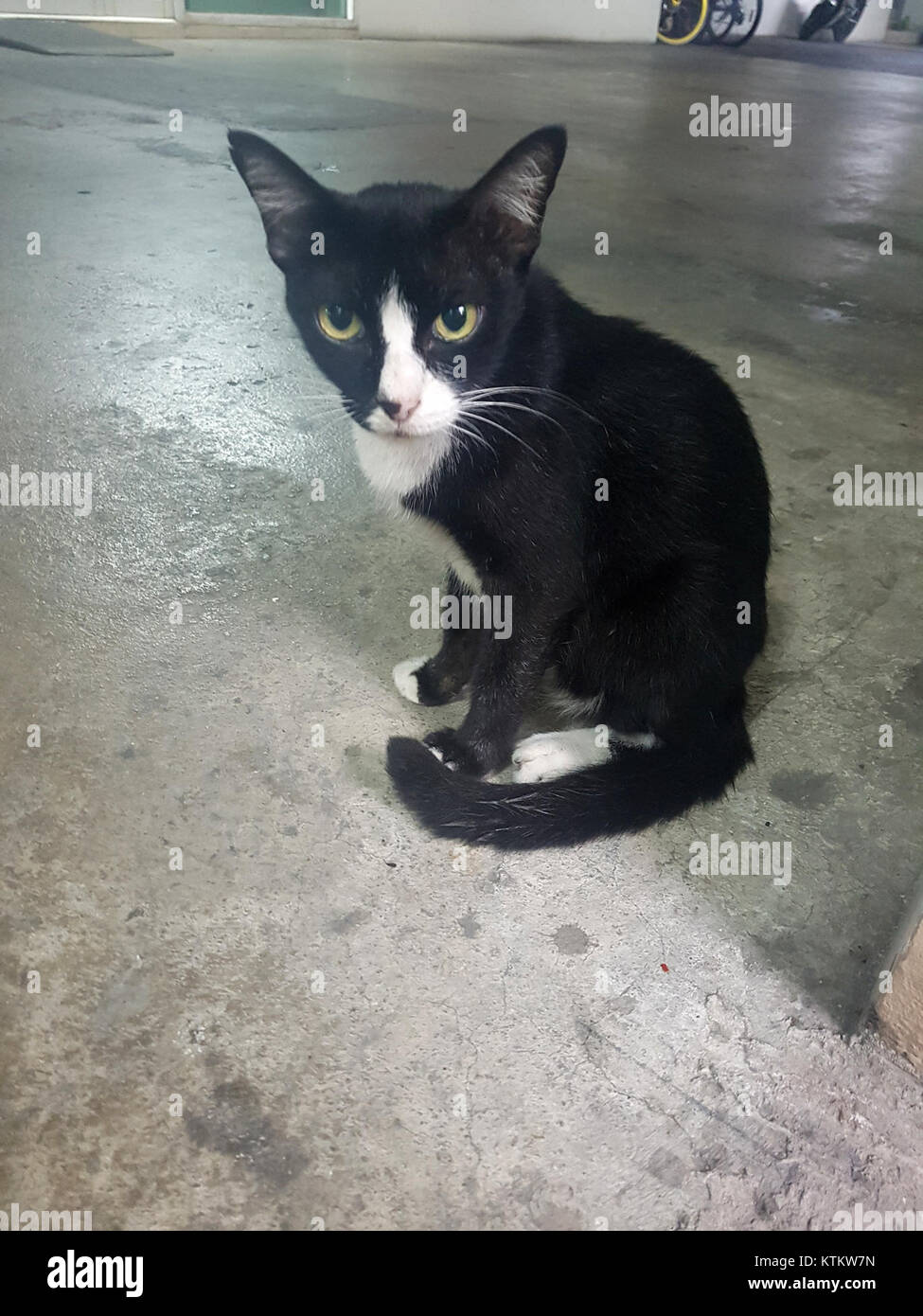 A photograph of a cat in Bangkok, taken on May 13, 2017. The image ...