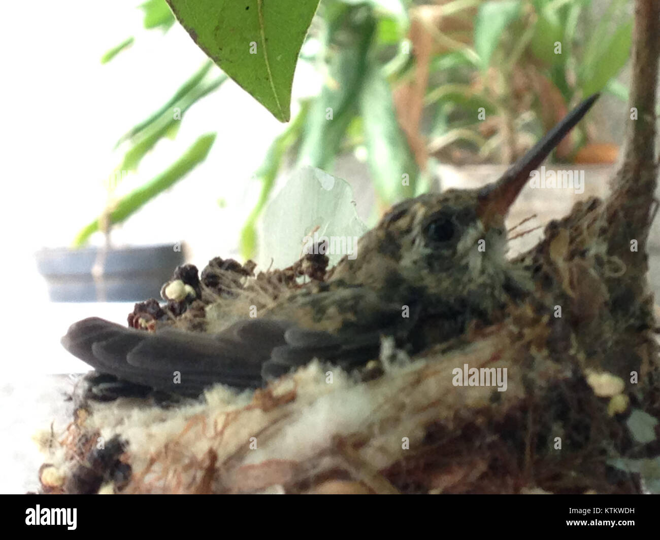 A photograph of a baby hummingbird, capturing the early stages of life ...