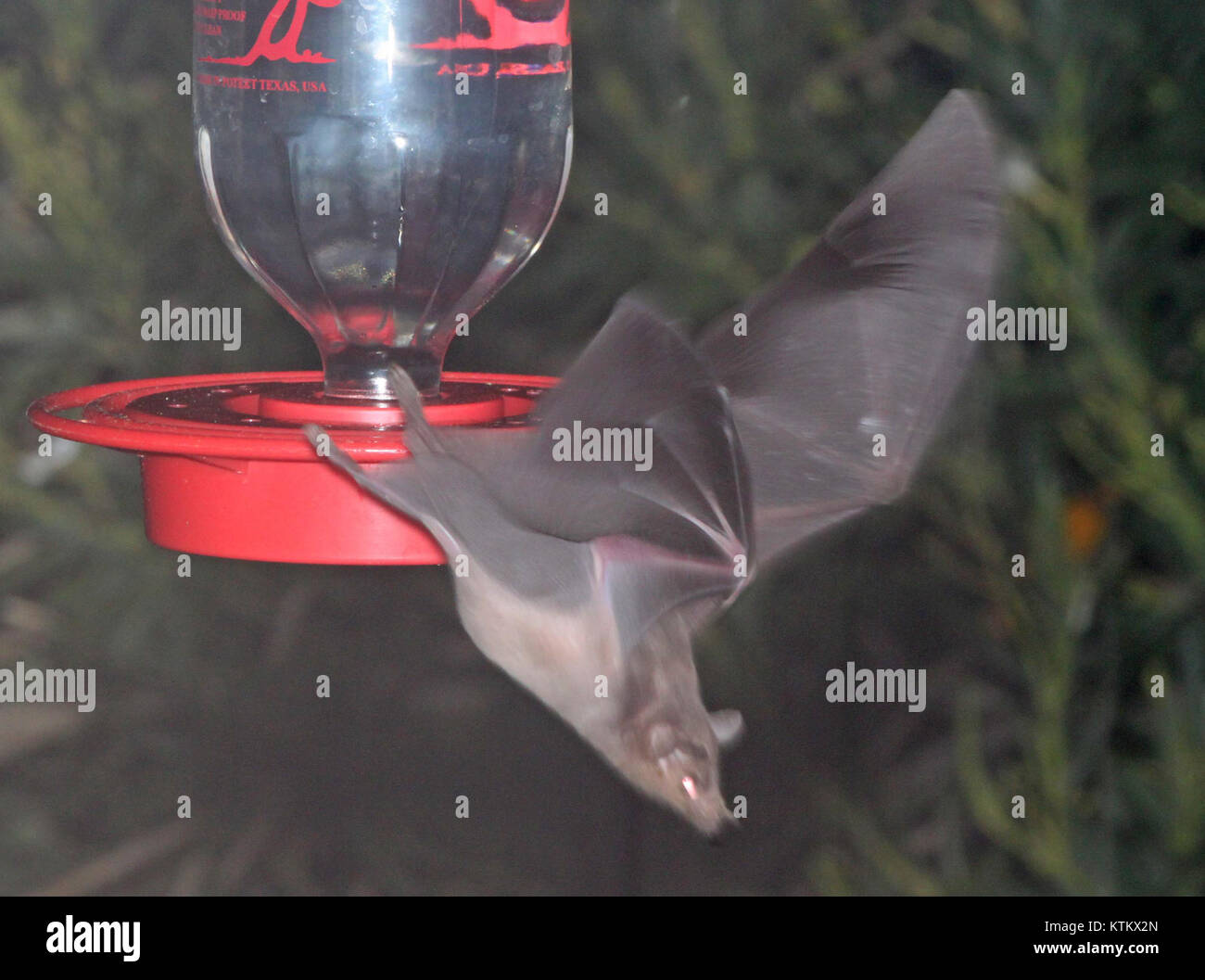 Lesser long nose bat hi-res stock photography and images - Alamy