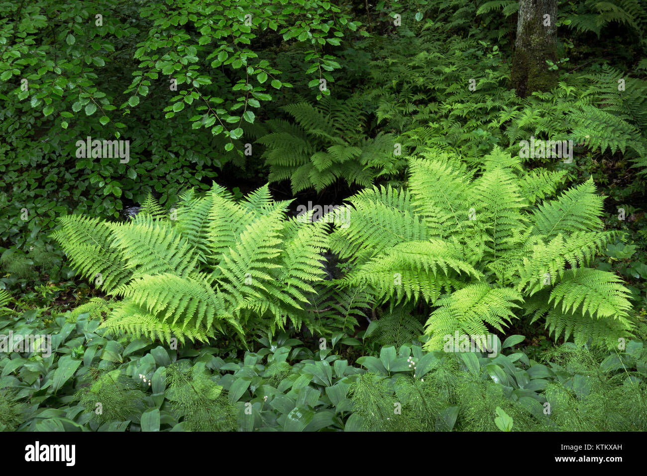 The scene depicts beech trees, ferns, and lily of the valley in ...