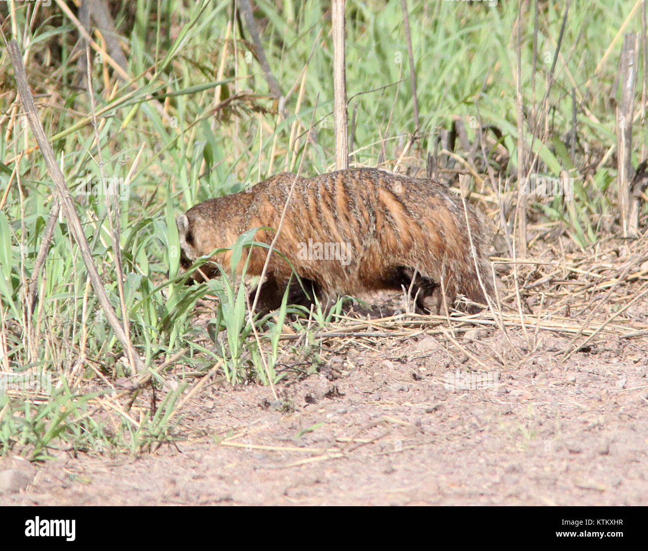 A Badger (Taxidea taxus) is photographed in the San Rafael Valley ...