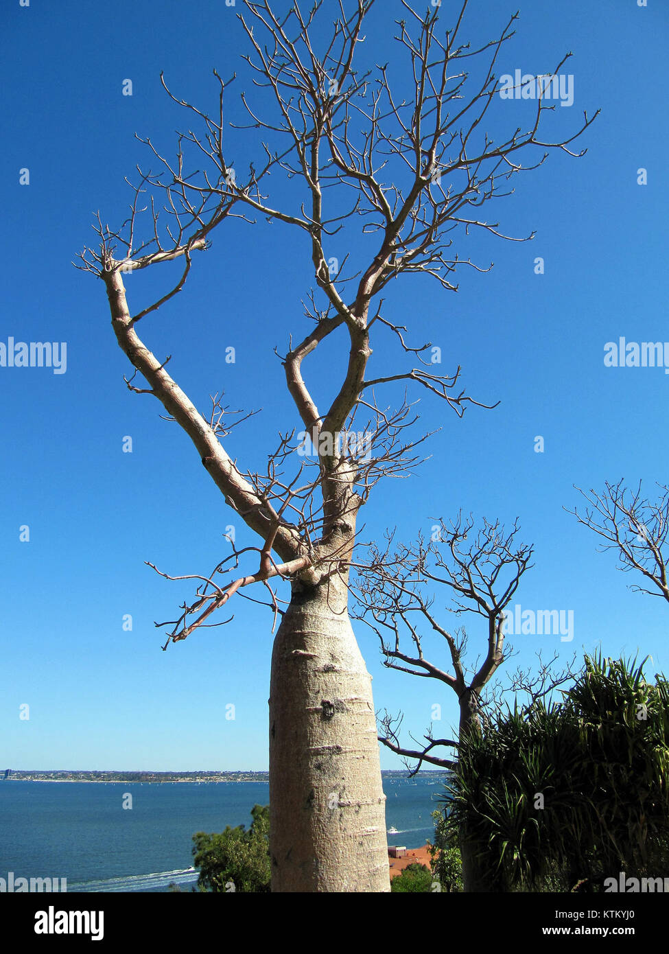 A large and iconic Baobab tree located in Perth, Australia, known for ...