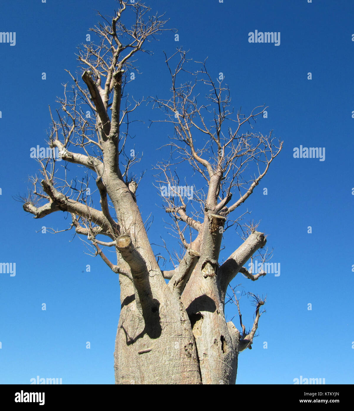 The Baobabs Jumeaux, located in Madagascar, are twin trees famous for ...