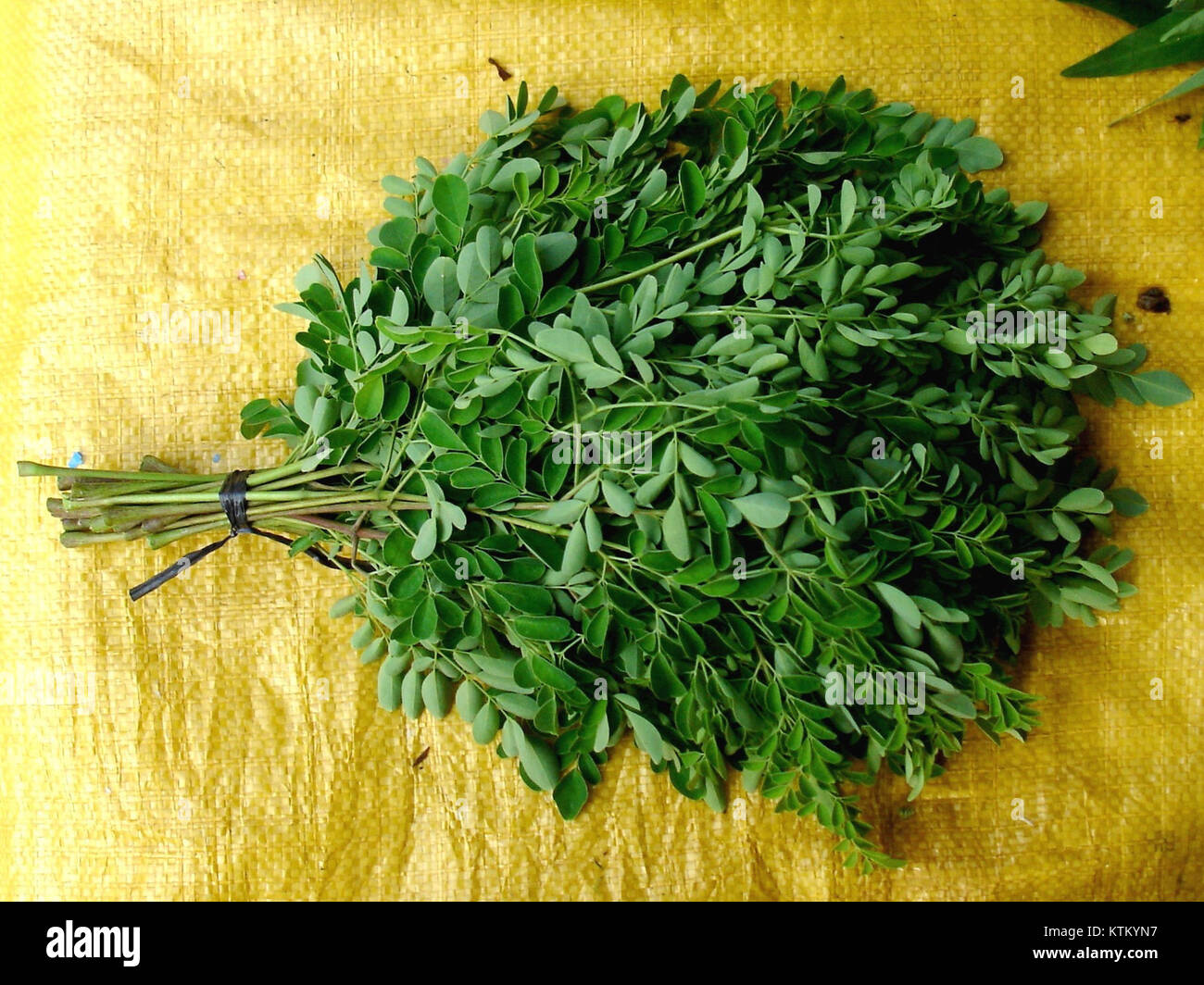 The marketed Ben oil tree leaves are utilized for their medicinal and ...
