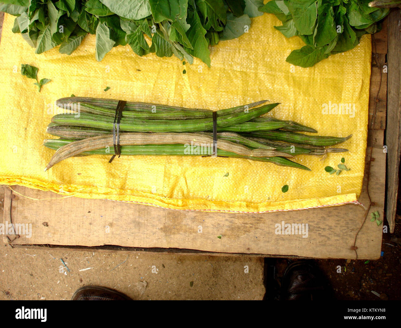 Oil tree hi-res stock photography and images - Alamy