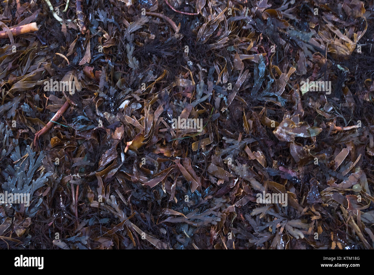An image of seaweed washed up on an Icelandic beach in winter Stock ...