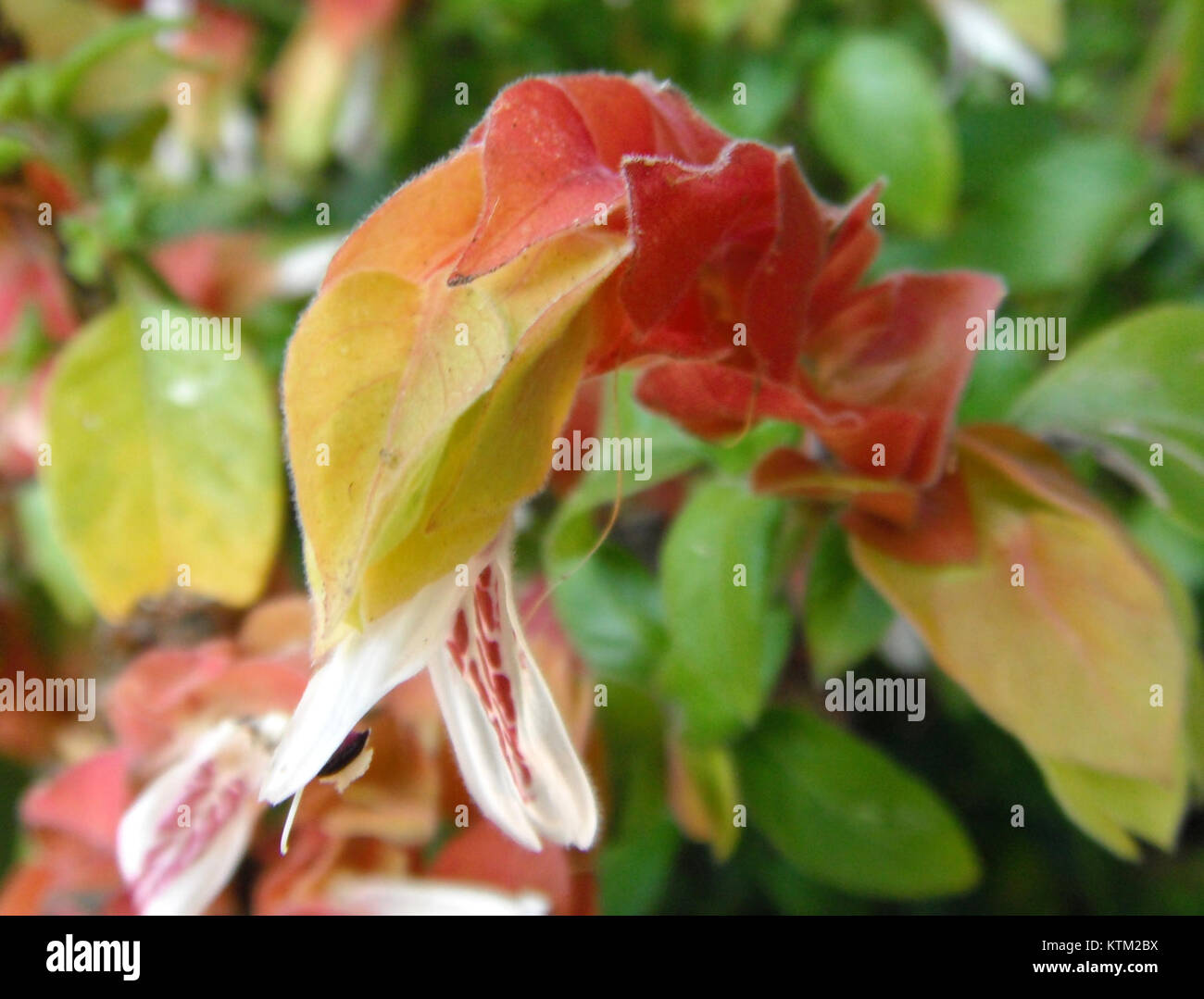 Beloperone guttata hi-res stock photography and images - Alamy