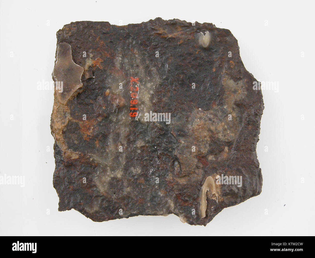 The Belt Plate MET x209 19s is a historical metal artifact, likely from ...
