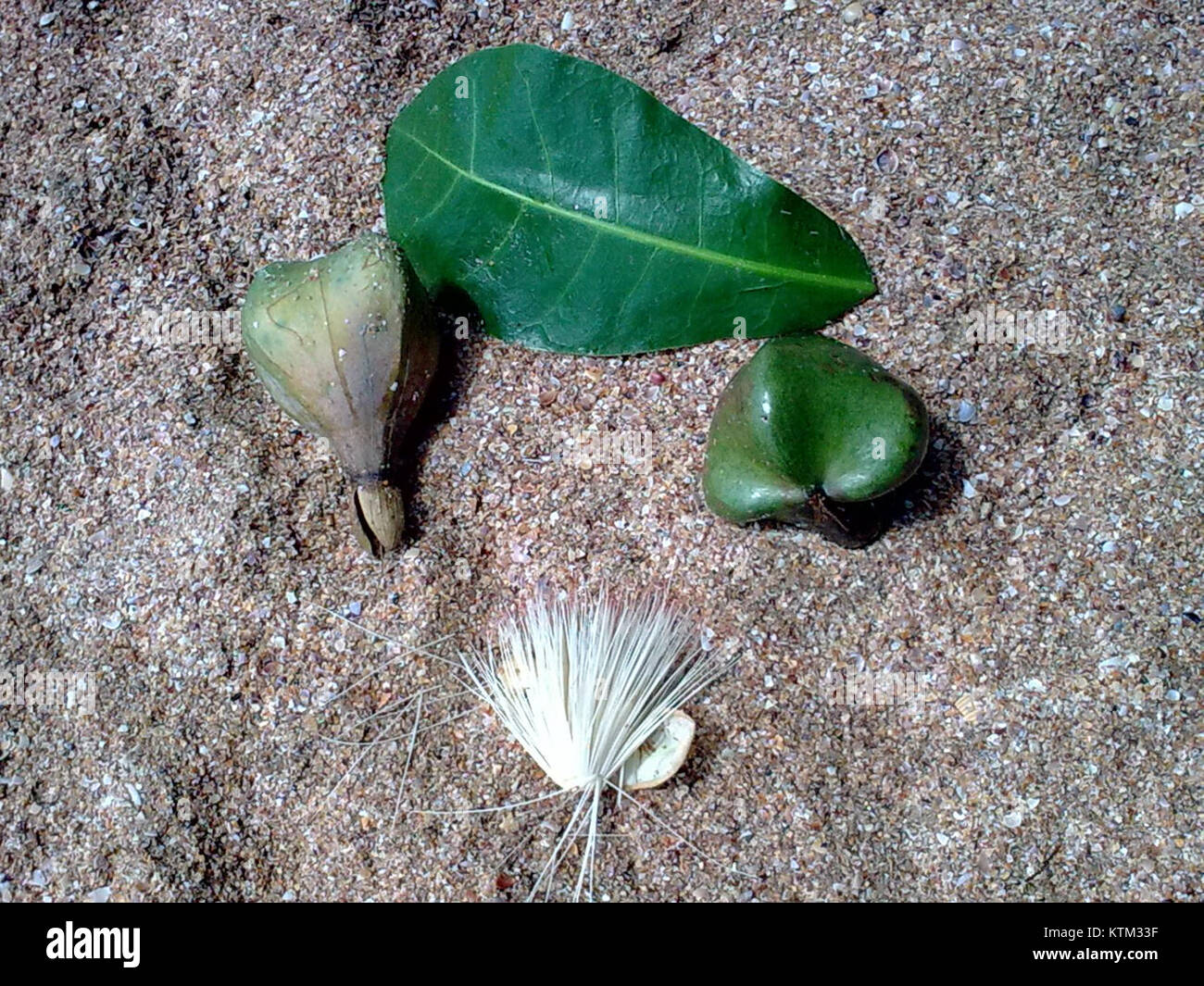 Indigenous fish species hi-res stock photography and images - Alamy