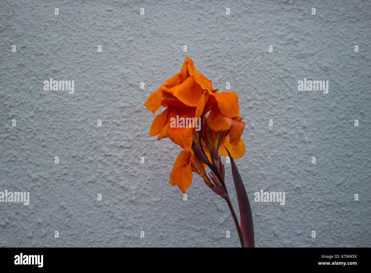 Orange flower. Tropical plant with one orange flower Stock Photo - Alamy