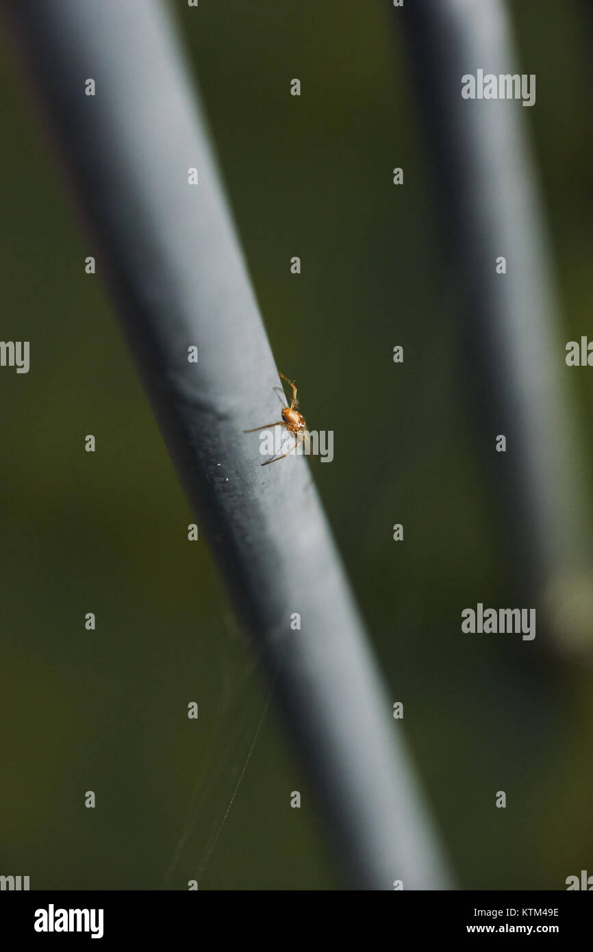 This photo shows the rear end of a spider-like creature, captured from ...