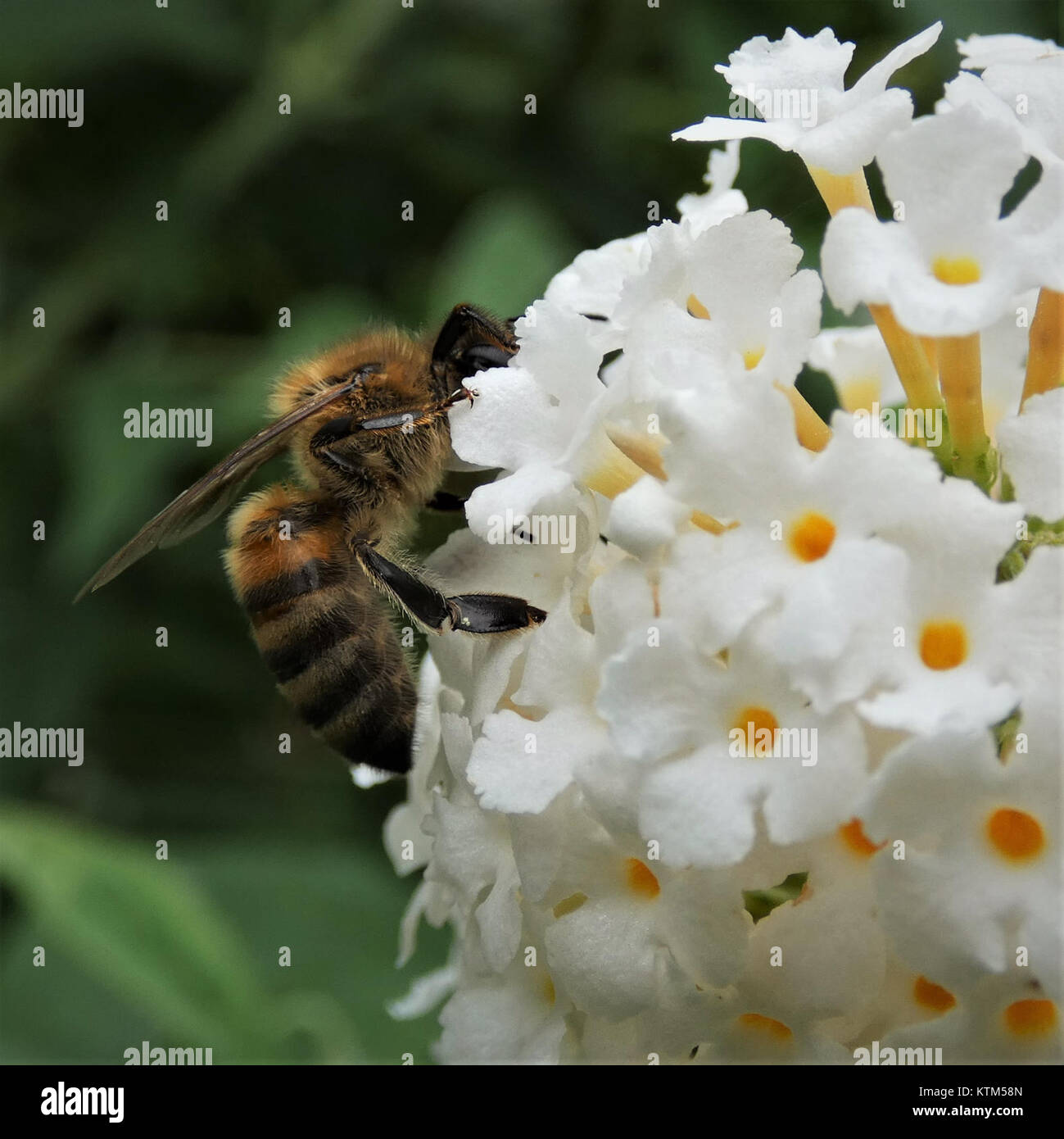 A bee is depicted pollinating Lamiales flowers, showcasing the ...