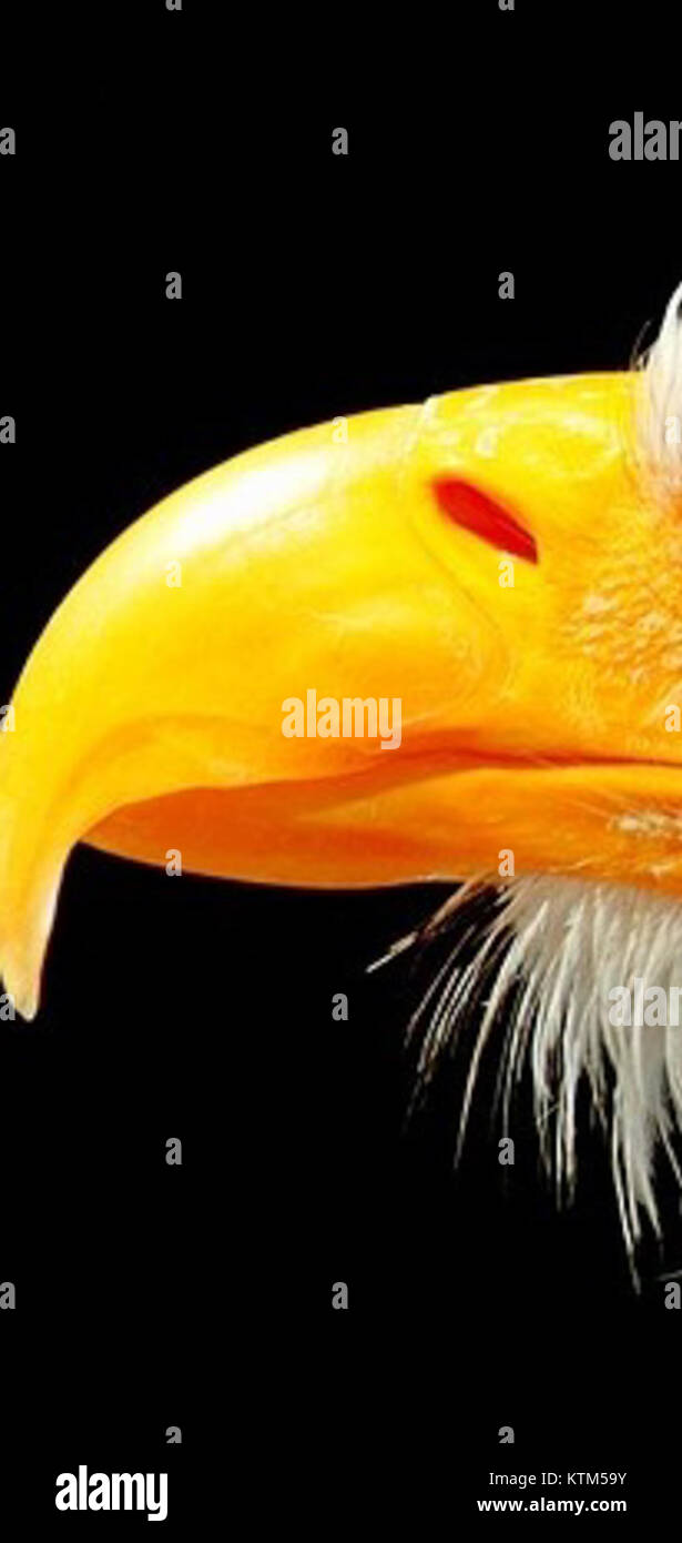 A close-up of a Bald Eagle's beak, showcasing the powerful and curved ...