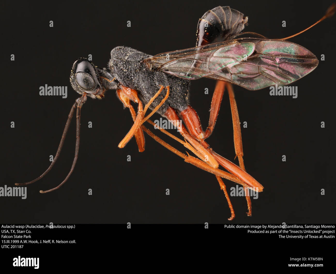 Aulacid wasp hi-res stock photography and images - Alamy