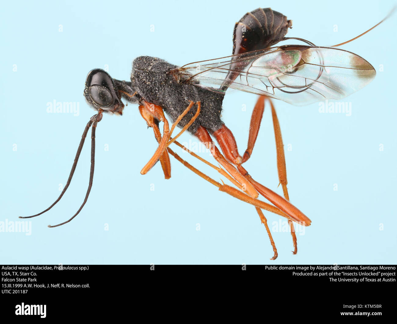 Aulacid wasp hi-res stock photography and images - Alamy