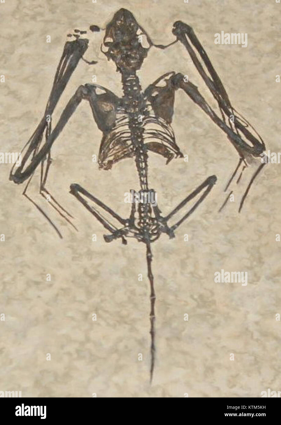 This image presents a bat fossil, offering insight into ancient species ...