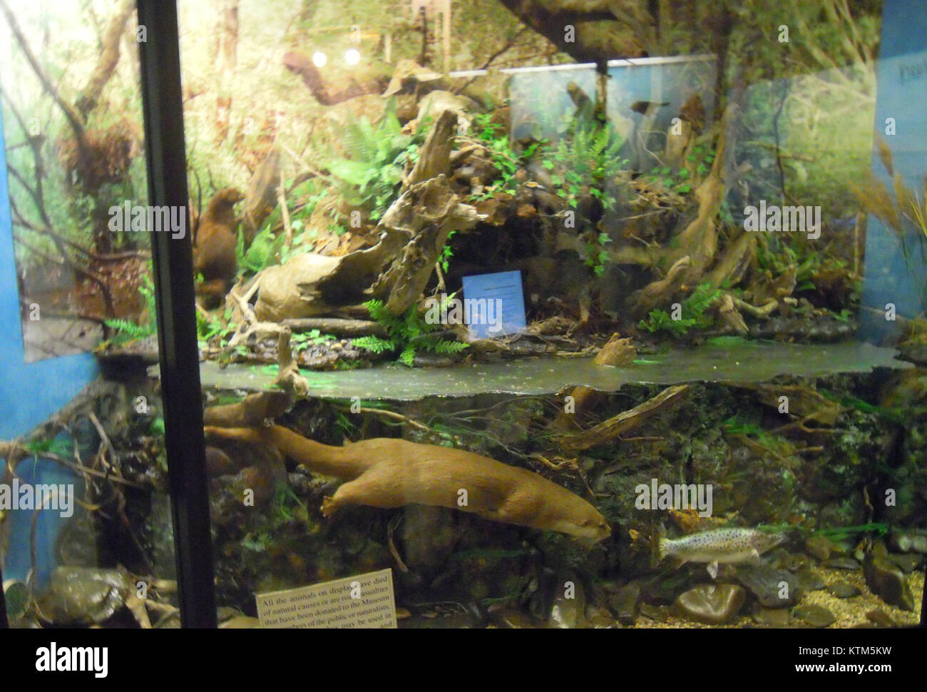 The Barnstaple Museum is located along the Tarka Trail in Barnstaple ...