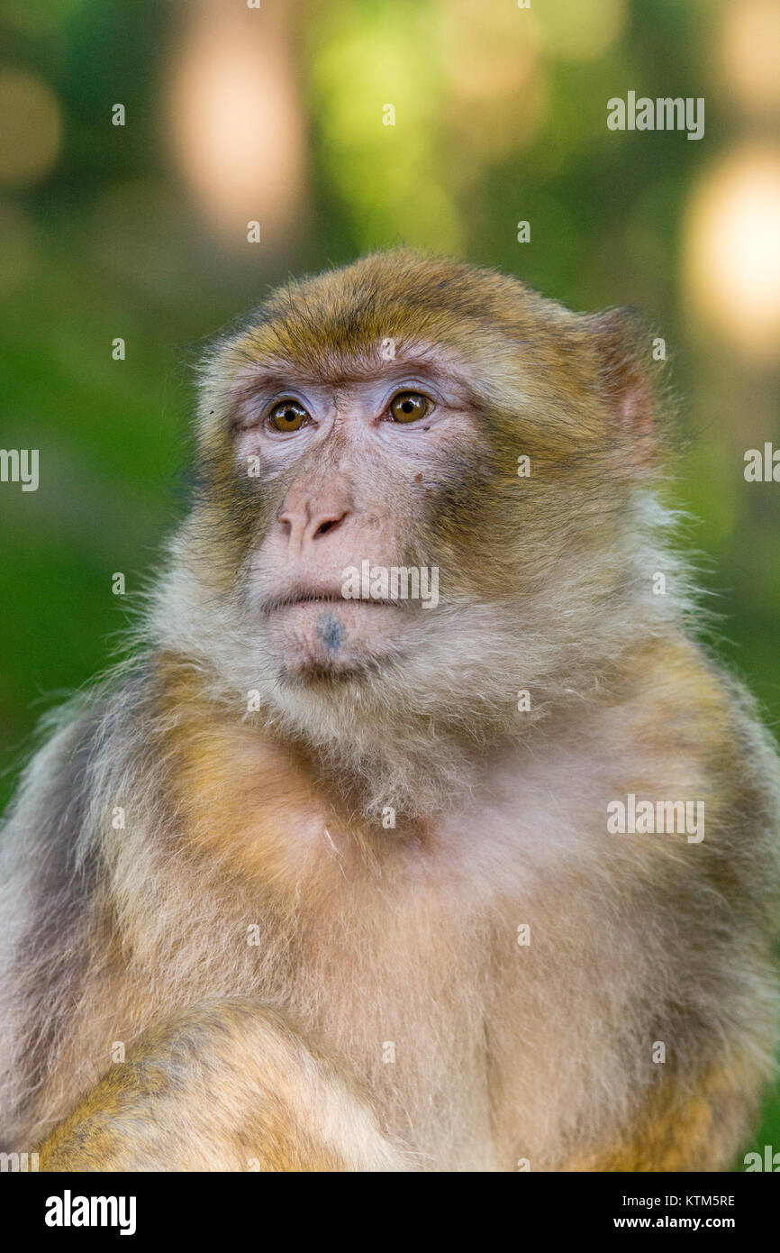 Macaque characteristics hi-res stock photography and images - Alamy