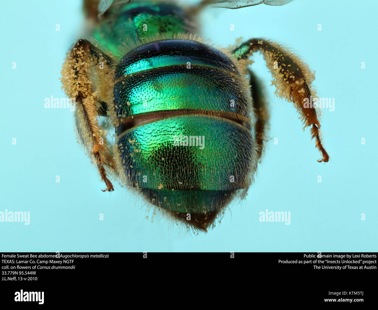 Augochloropsis metallica is a species of metallic green sweat bee ...