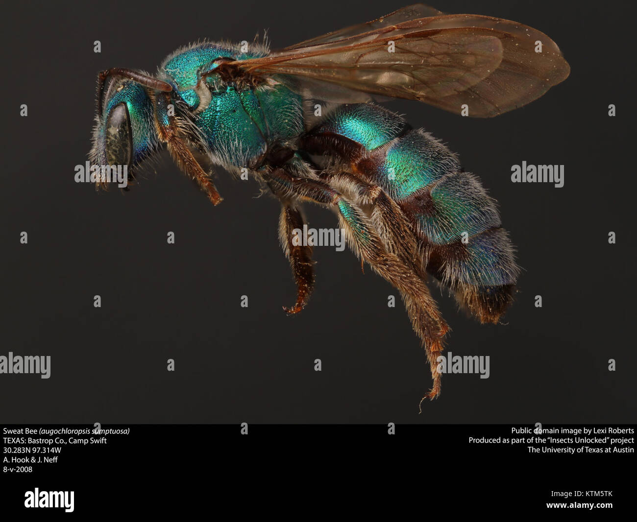 Augochloropsis sumptuosa is a species of bee known for its role in ...