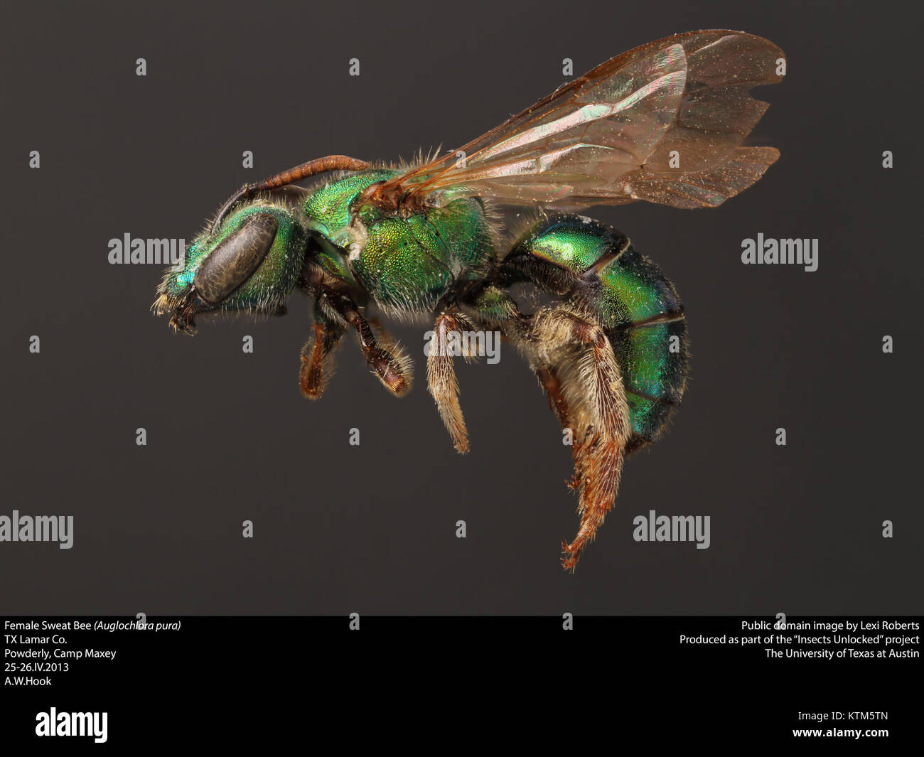Augochlora species hi-res stock photography and images - Alamy