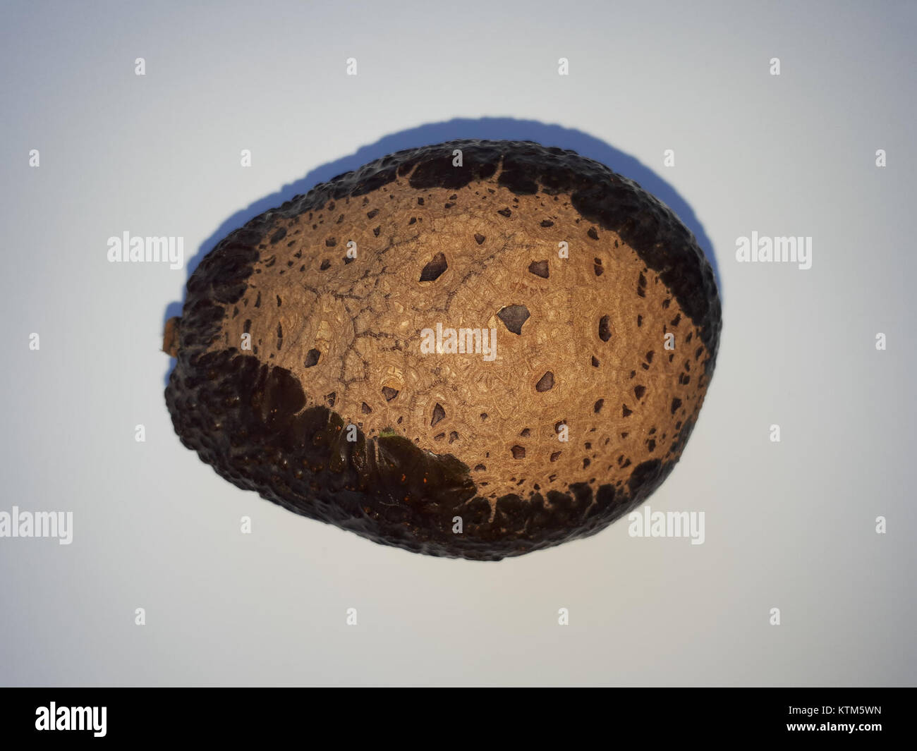 Avocado scab, a fungal disease that affects avocado trees, identified ...