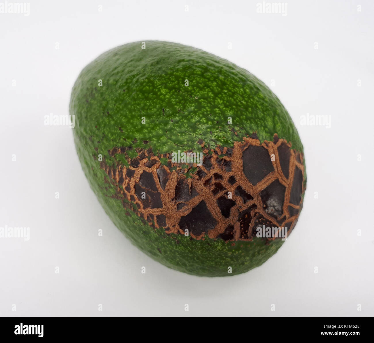 Avocado scab is a fungal disease that affects avocado trees, causing ...