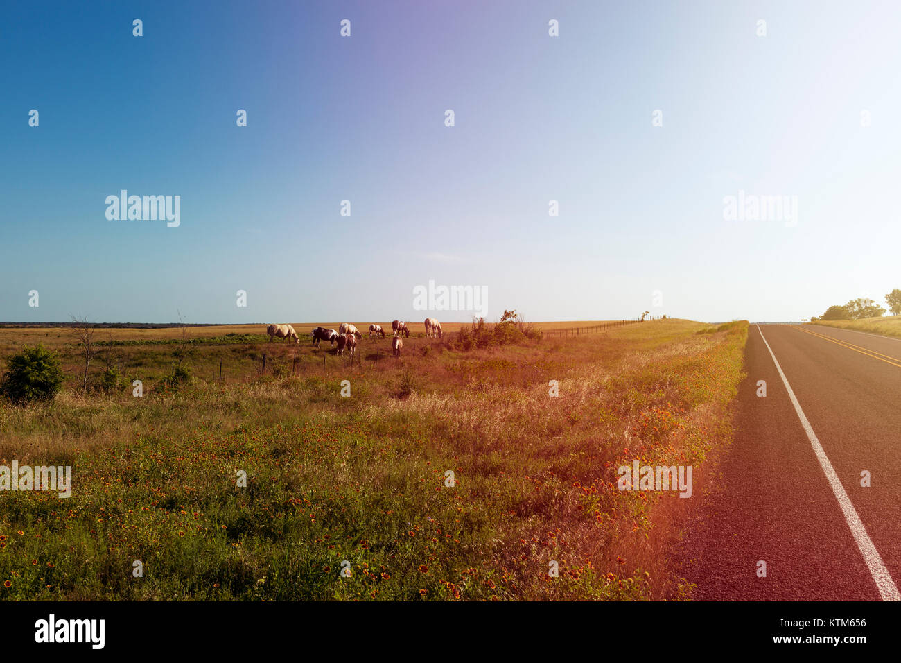 Horses in a ranch along a farm road in rural Texas at sunset, USA ...