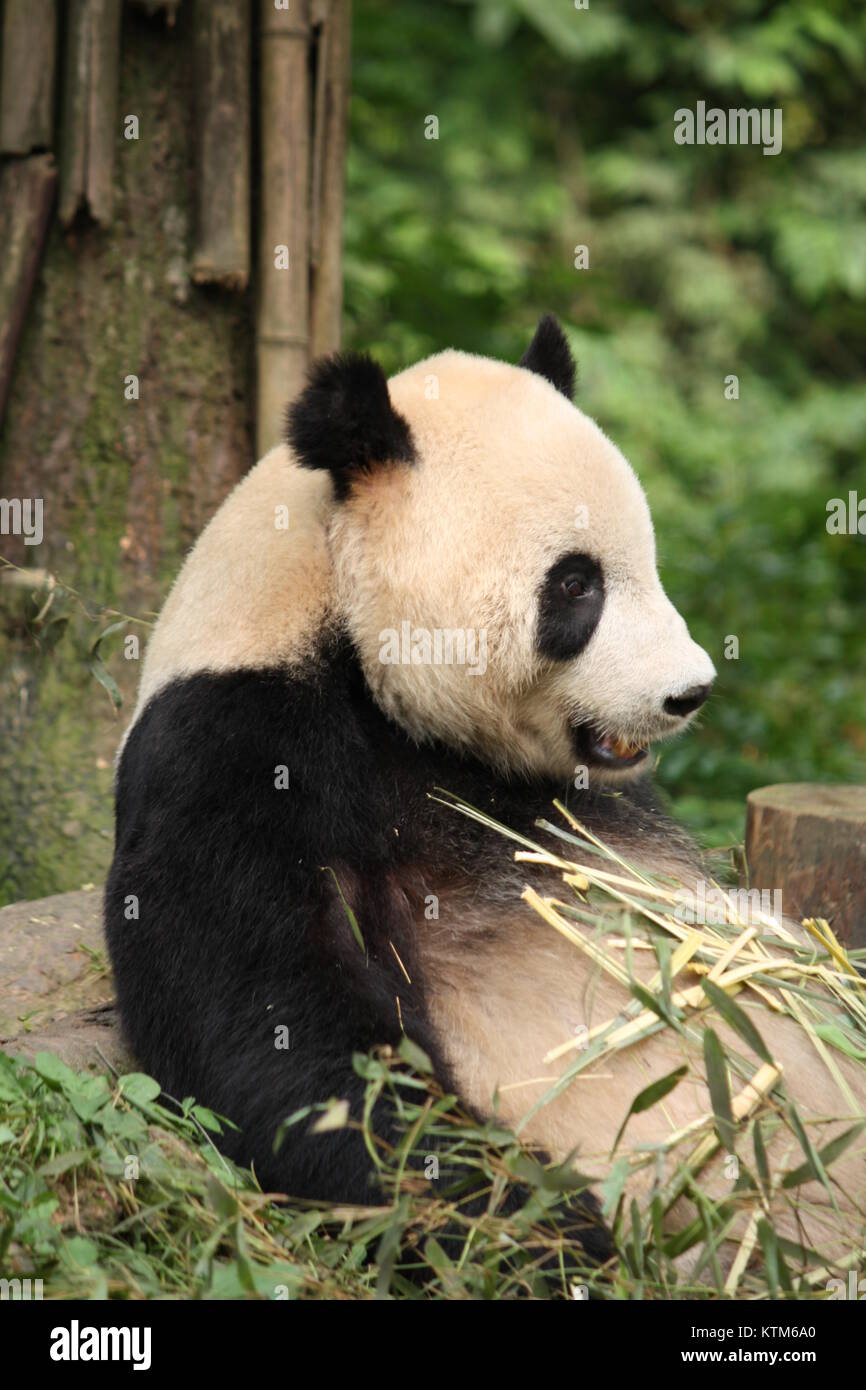 A panda eating bamboo Stock Photo - Alamy