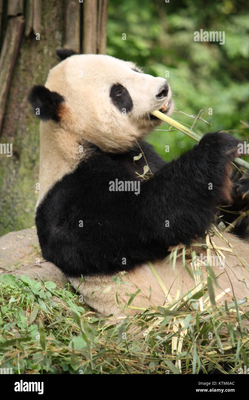 A panda eating bamboo Stock Photo - Alamy