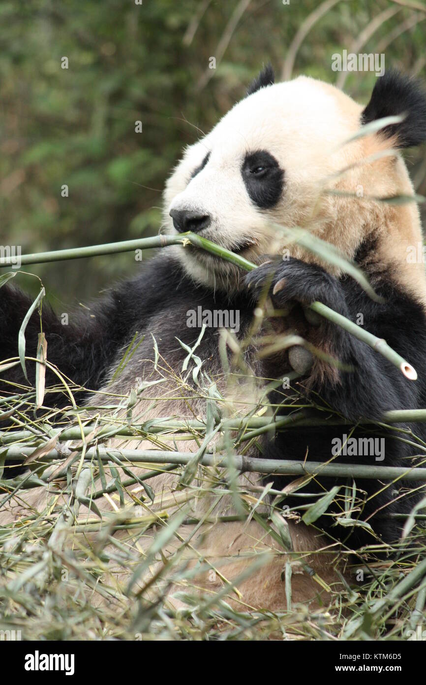A panda eating bamboo Stock Photo - Alamy