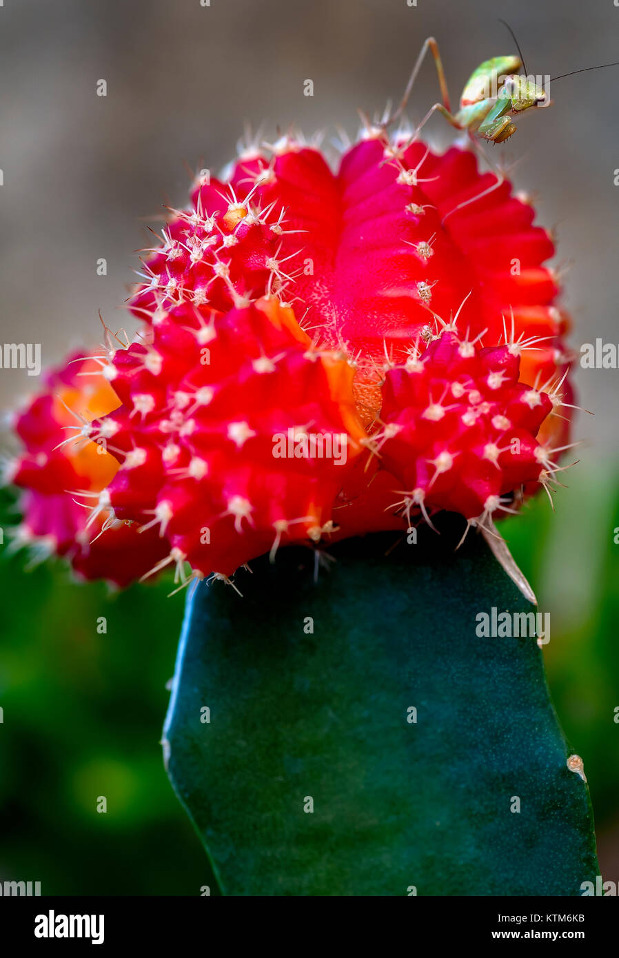 Baby mantis hi-res stock photography and images - Alamy