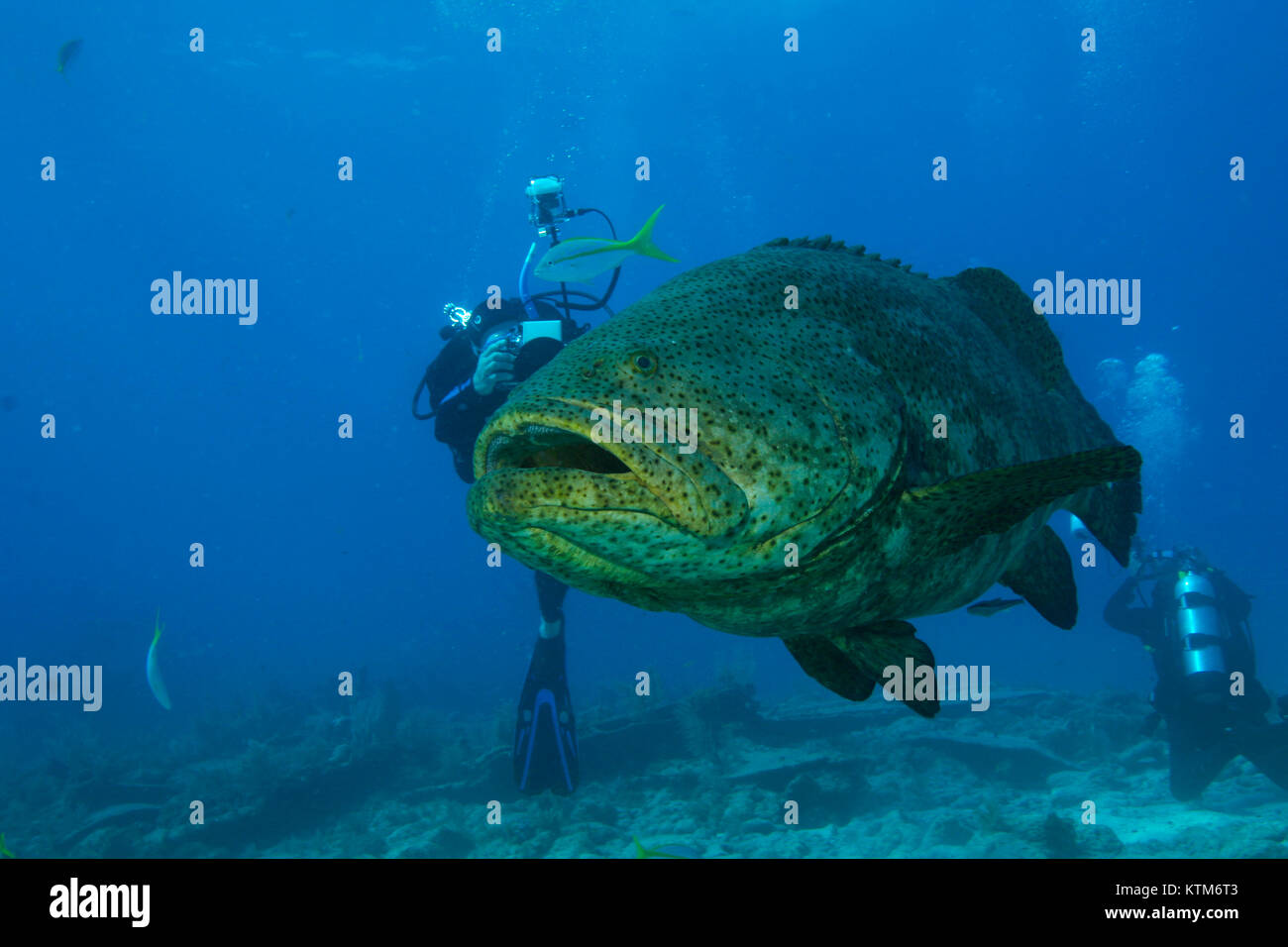 Giant Goliath Grouper Jewfish