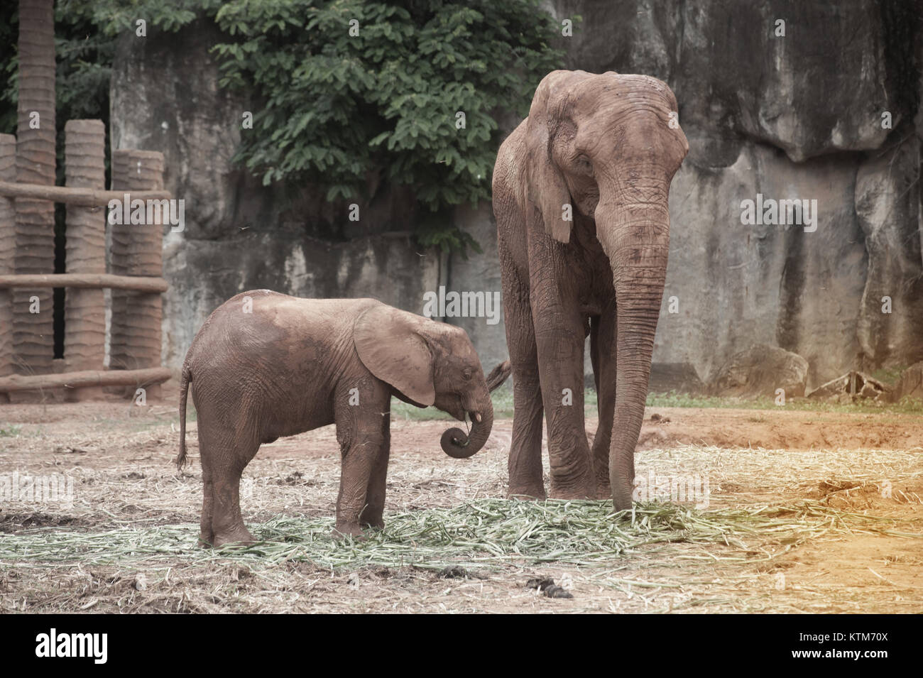 Elephants are large mammals of the family Elephantidae and the order ...