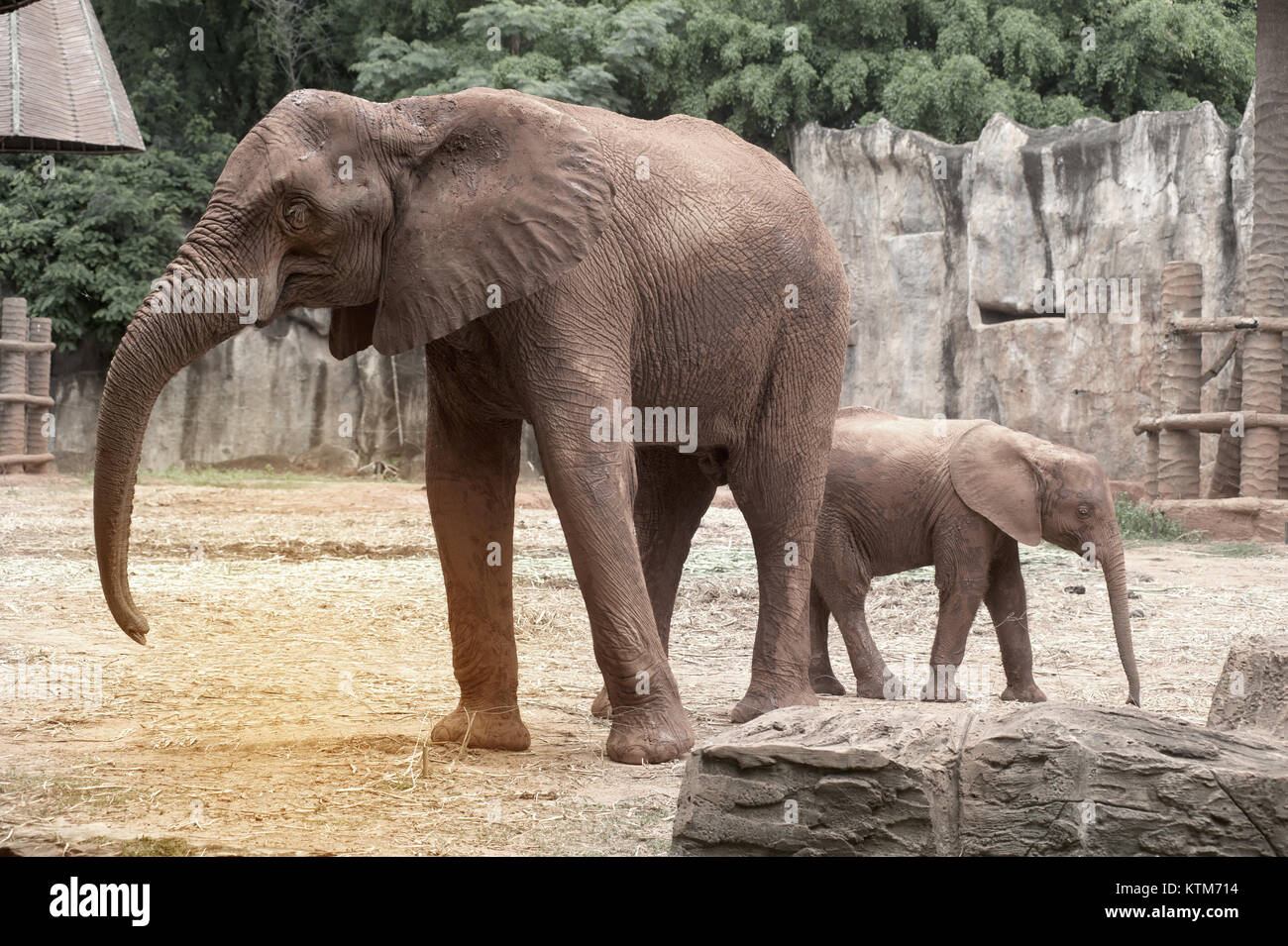 Elephants are large mammals of the family Elephantidae and the order ...