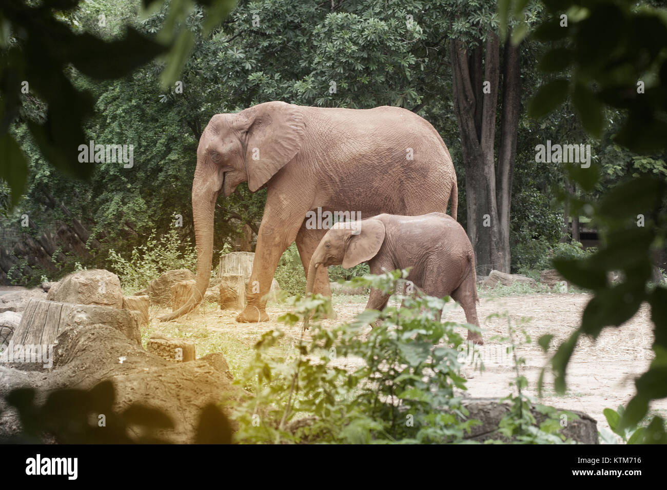 Elephants are large mammals of the family Elephantidae and the order ...