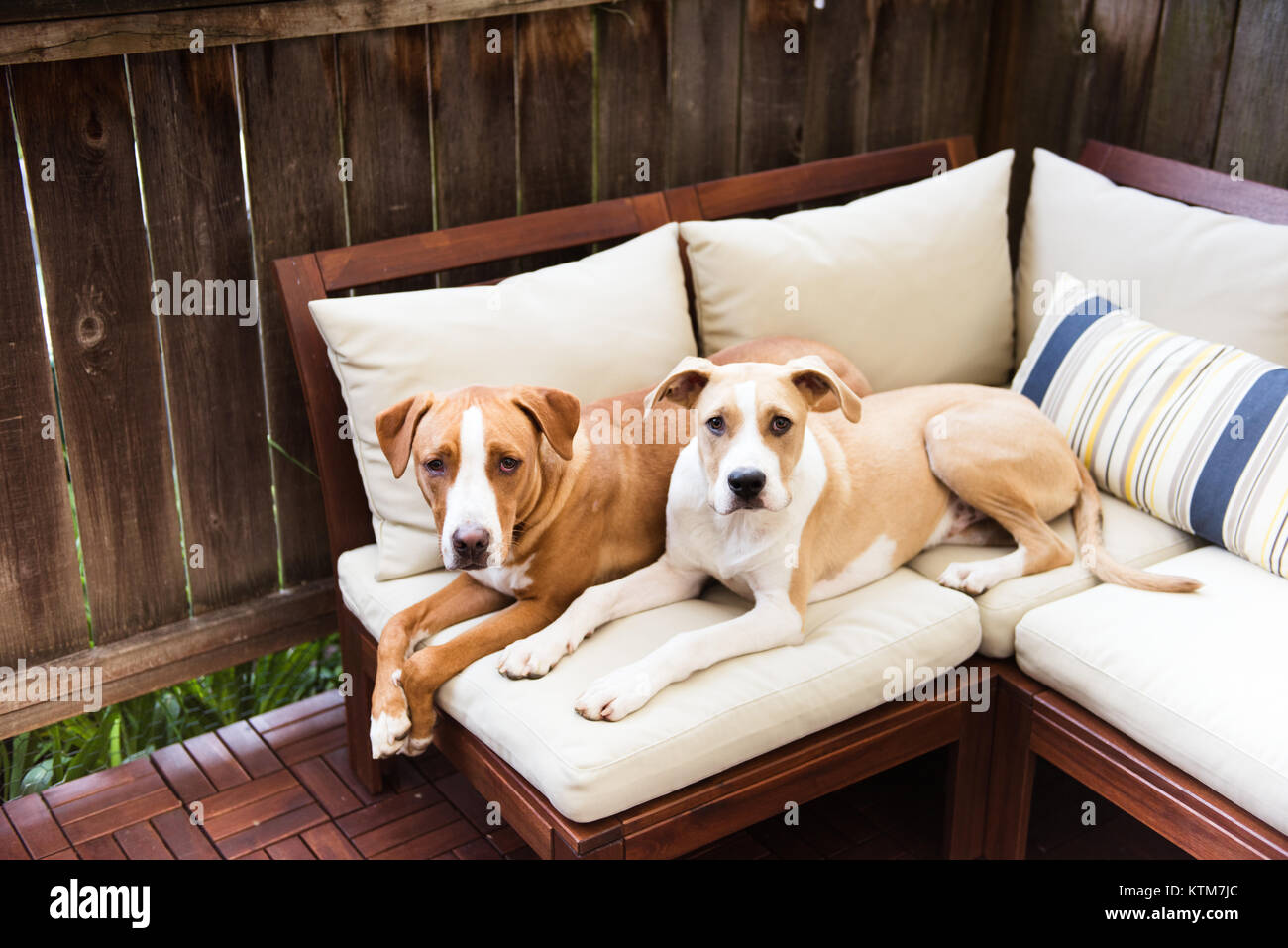 Two Young Dogs Relaxing on Outdoor Furniture Stock Photo - Alamy