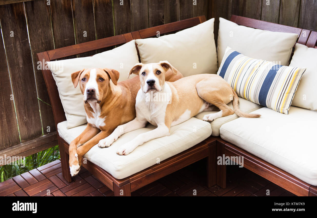 Two Young Dogs Relaxing on Outdoor Furniture Stock Photo - Alamy