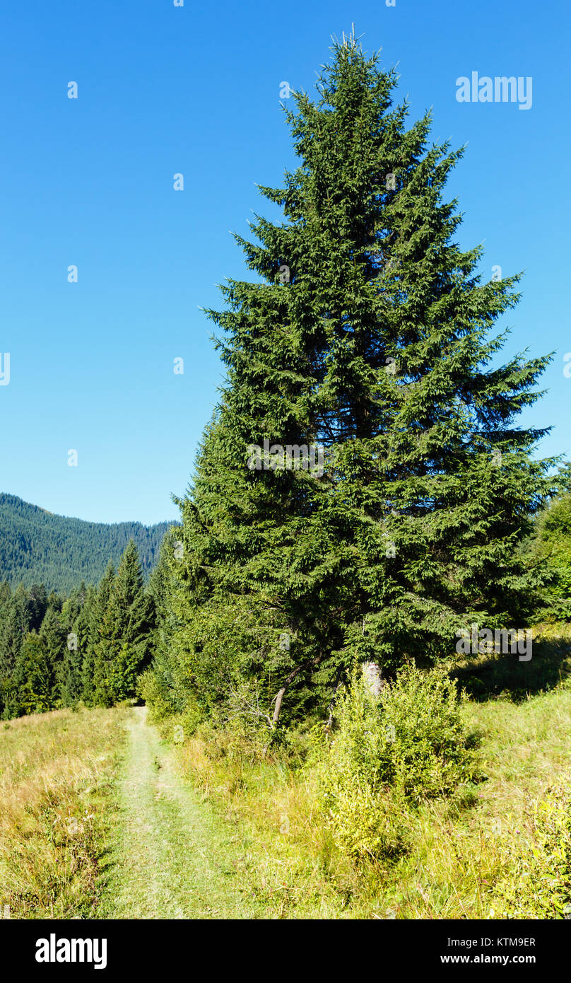 Big fir tree hi-res stock photography and images - Alamy
