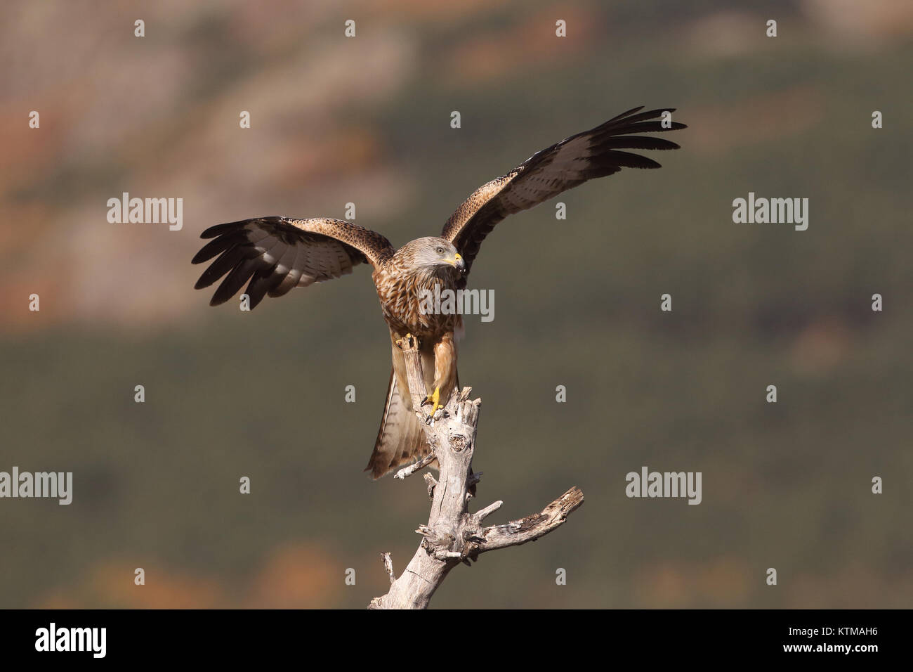 Mating station hi-res stock photography and images - Alamy