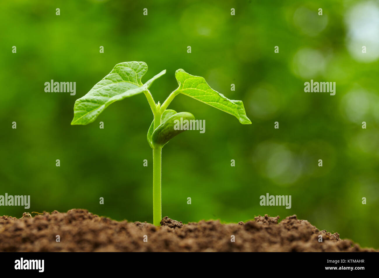 Close up of Spring bud Growing with Birght Green nature background ...
