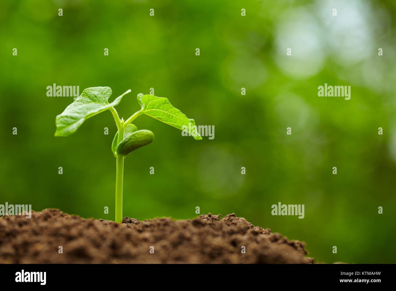 Sprouting young spring plant hi-res stock photography and images - Alamy