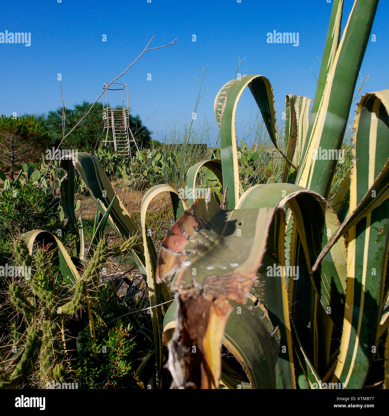 Agave plant, Muravera Beach, Sardinia, Italy Stock Photo - Alamy