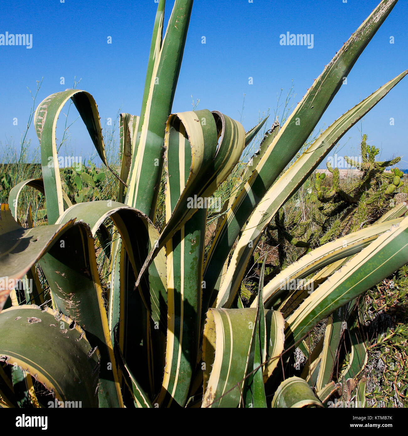 Agave plant, Muravera Beach, Sardinia, Italy Stock Photo - Alamy